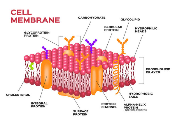 SerinAid (PS - PhosphatidylSerine Complex) - iconicformulations